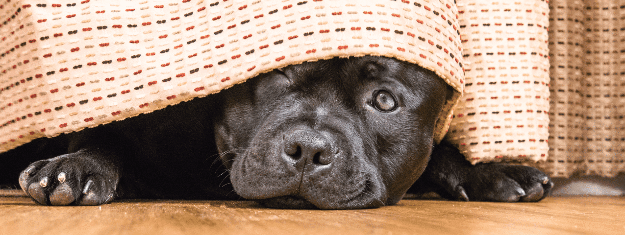 How to Stage and Sell Your House with Pets - Proven Tips | HomeGo
